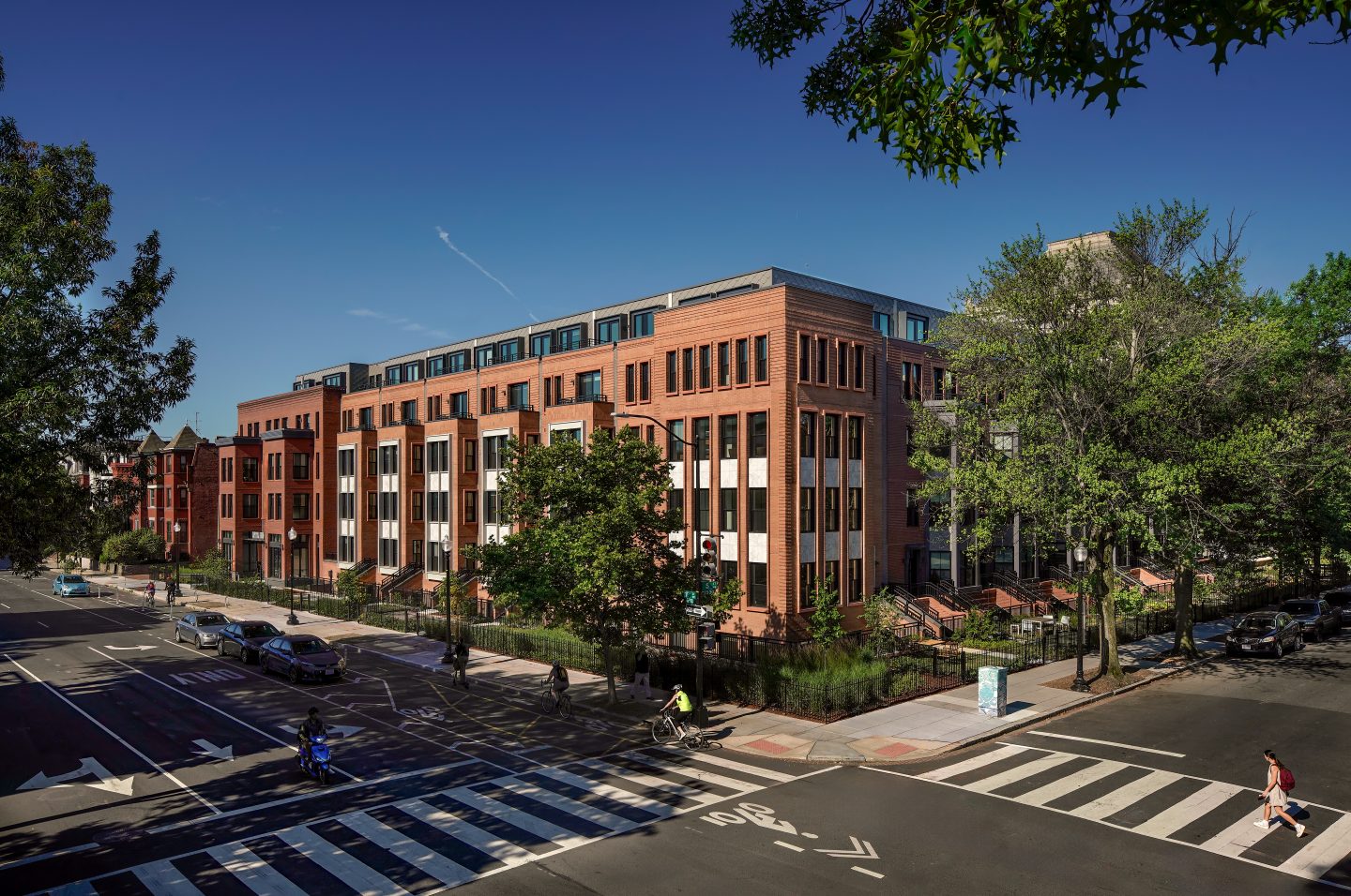 Capitol Rose | Hickok Cole