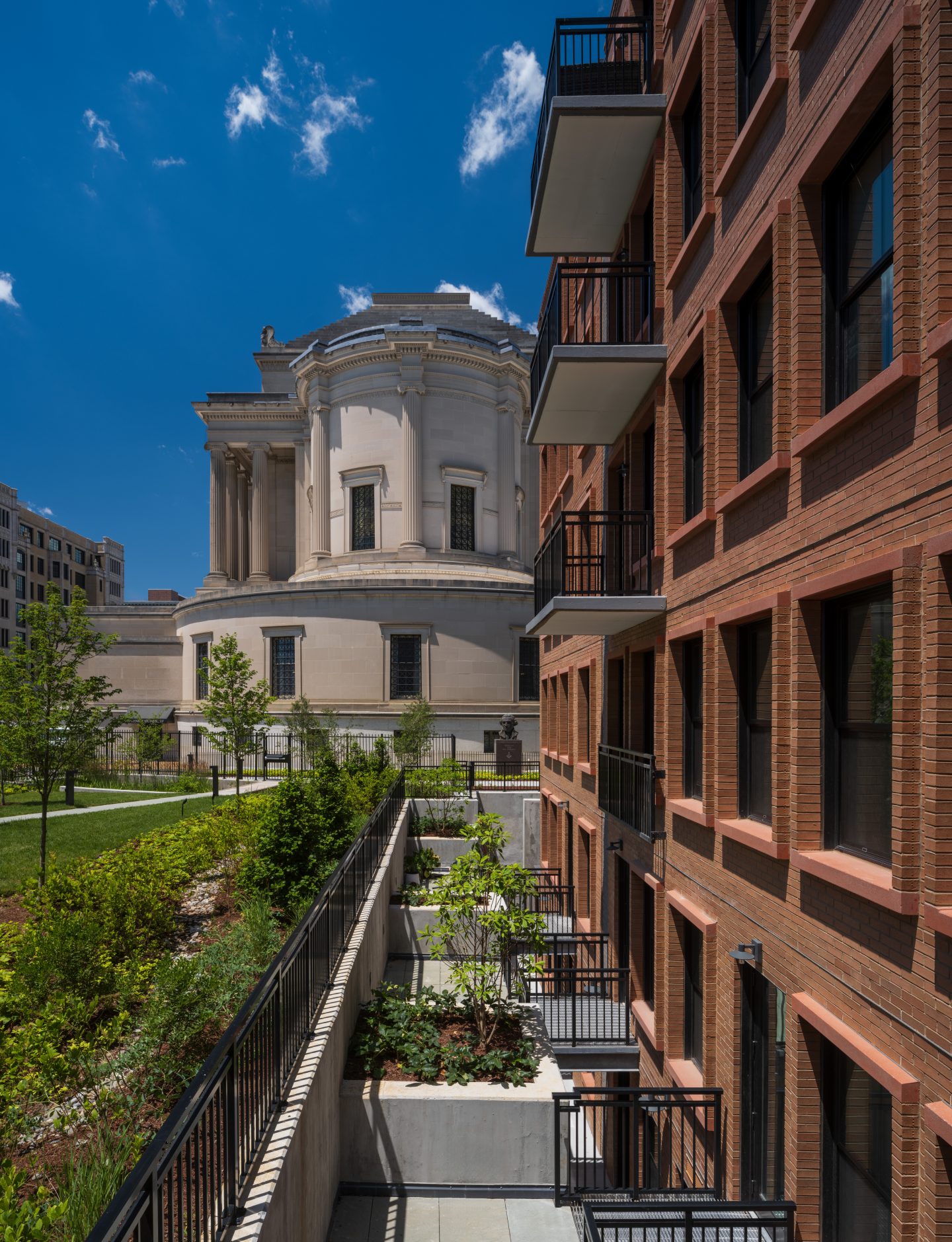 Capitol Rose | Hickok Cole